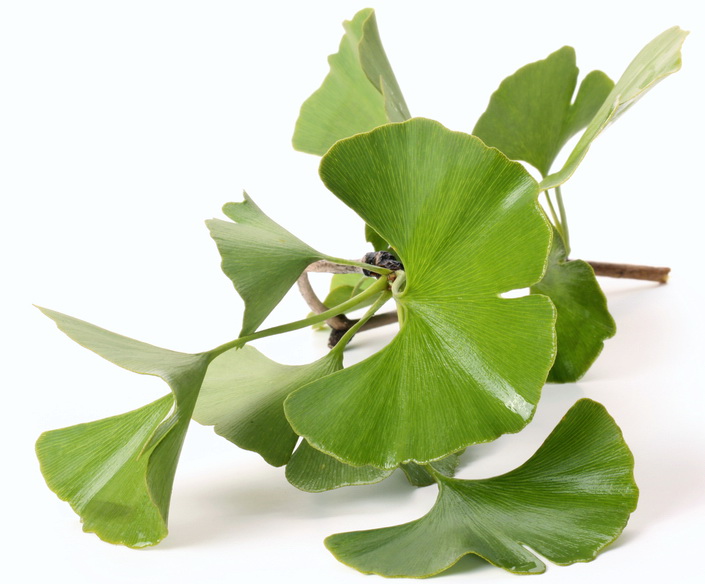 Ginkgo Biloba ⋆ Bienfaits, posologie et avis clients